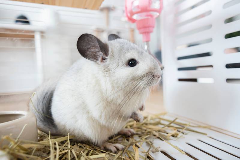 Are Chinchillas Hypoallergenic? Our Vet Explains Facts & FAQ | PangoVet