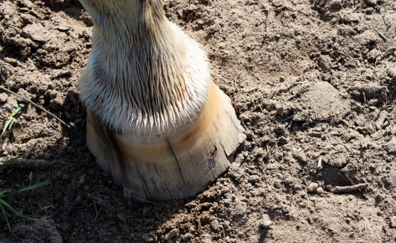Hoof Cracks in Horses: Causes, Treatment & Prevention (Vet Answer ...