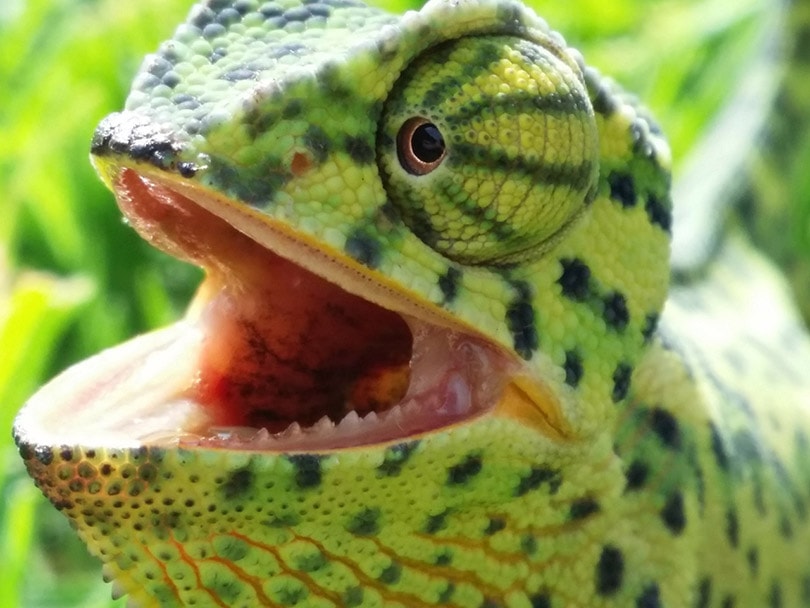 Do Chameleons Bite Humans? Are They Dangerous? | PangoVet