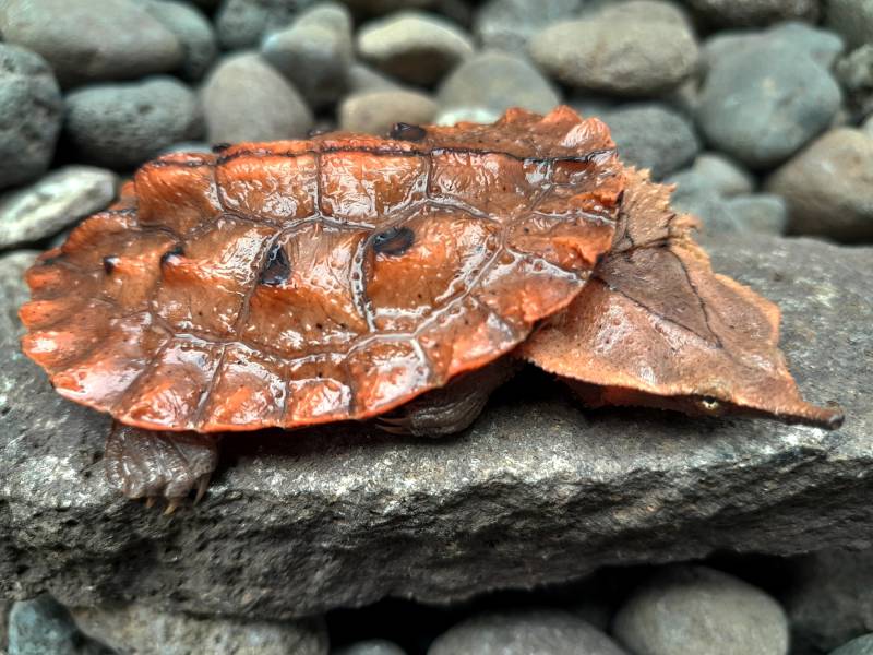 Where to Buy Mata Mata Turtles in 2025? Adoption, Online & Retail ...