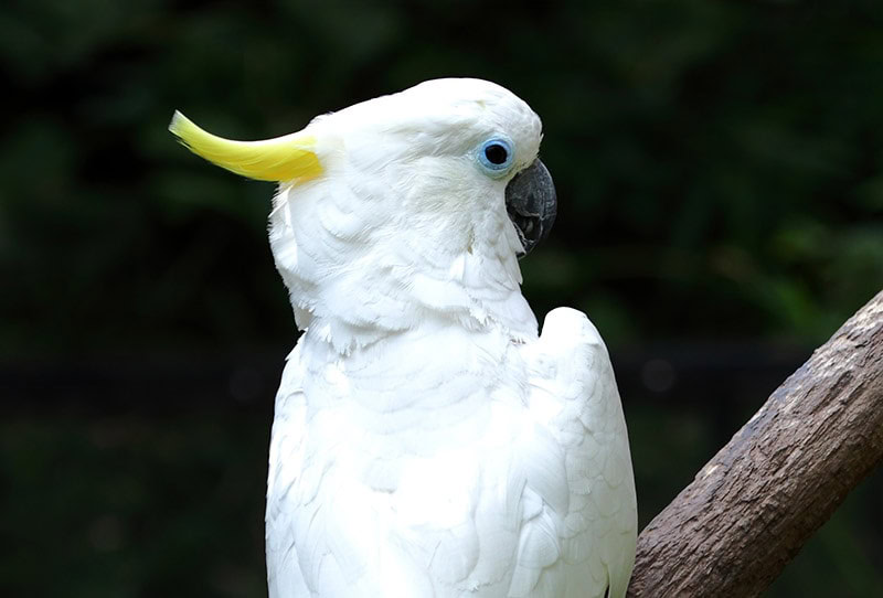 Triton Cockatoo Pair