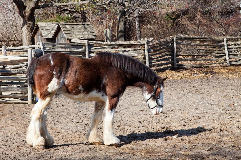 8 Horse Breeds With Long Hair & Feathered Feet (With Info & Pictures ...