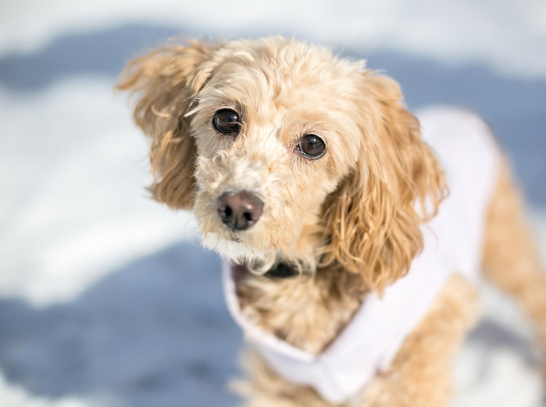 Cockapoo (Cocker Spaniel & Poodle Mix): Info, Pictures & Care | PangoVet