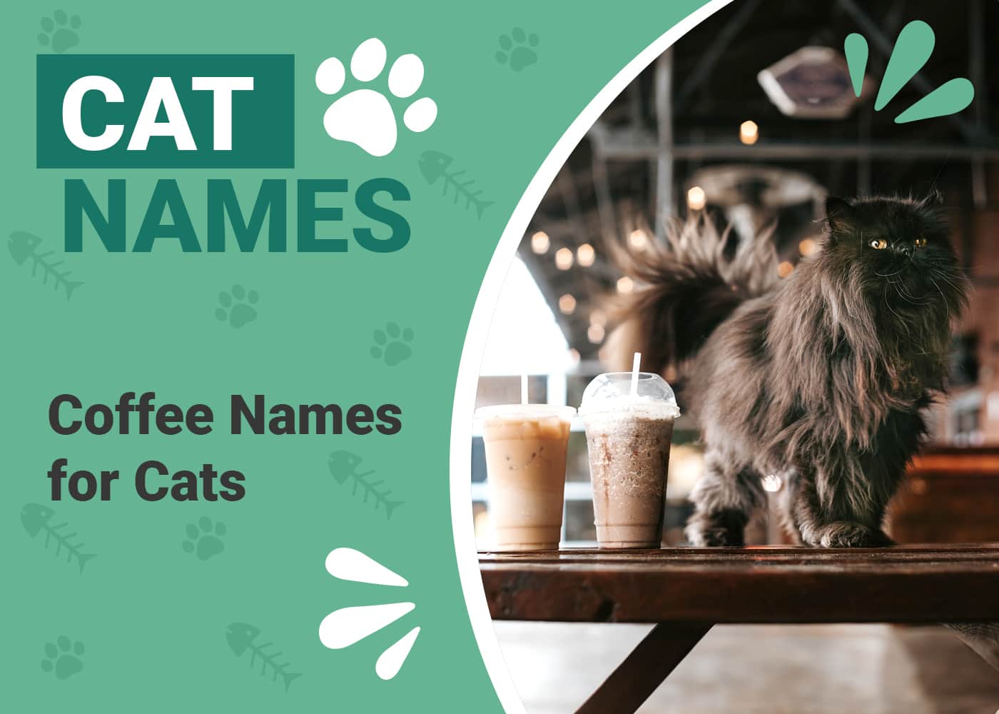127 Coffee Names for Cats: Espresso Inspired Options for Your Pet ...