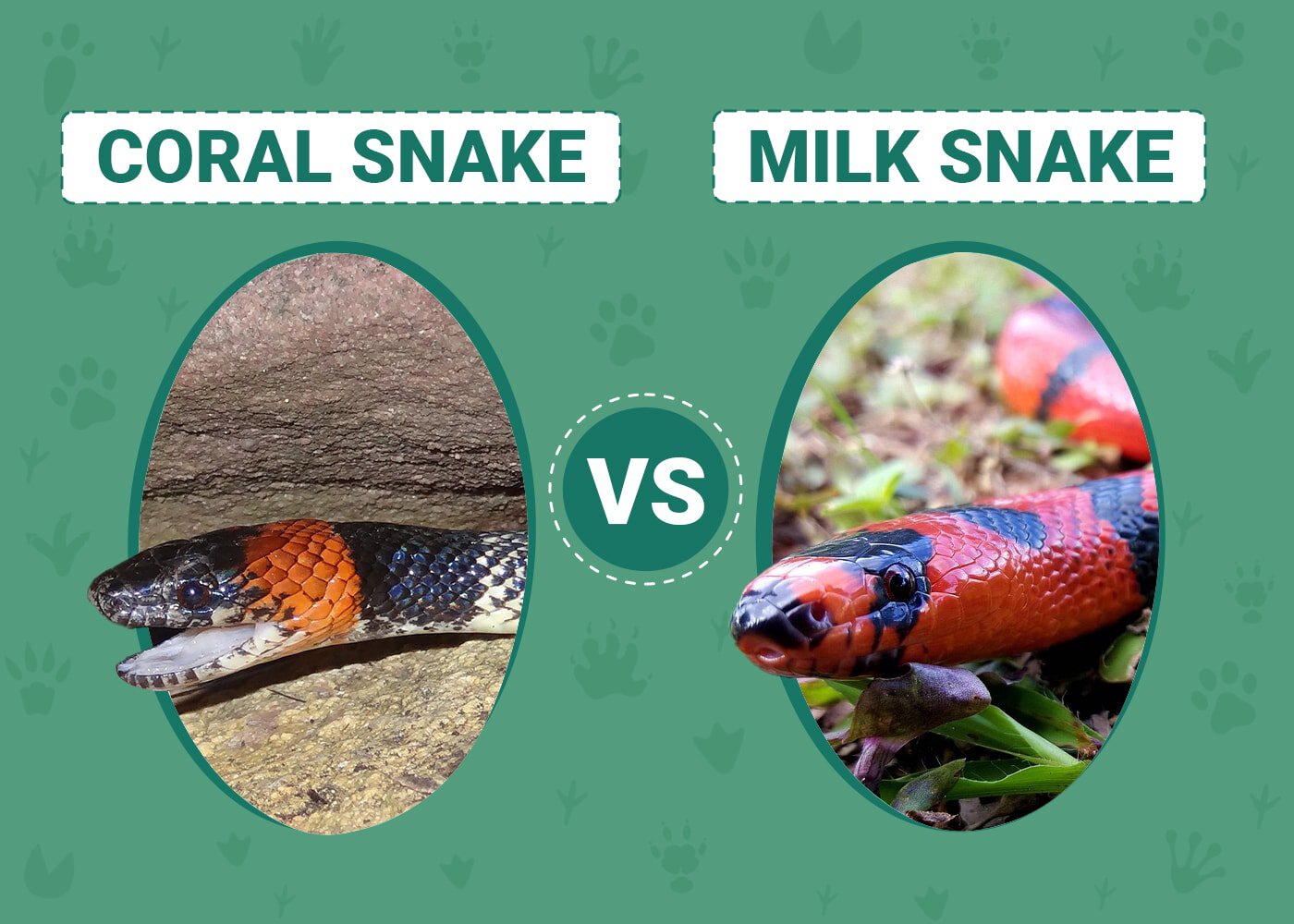 Coral Snake vs. Milk Snake: Differences Explained (With Pictures ...