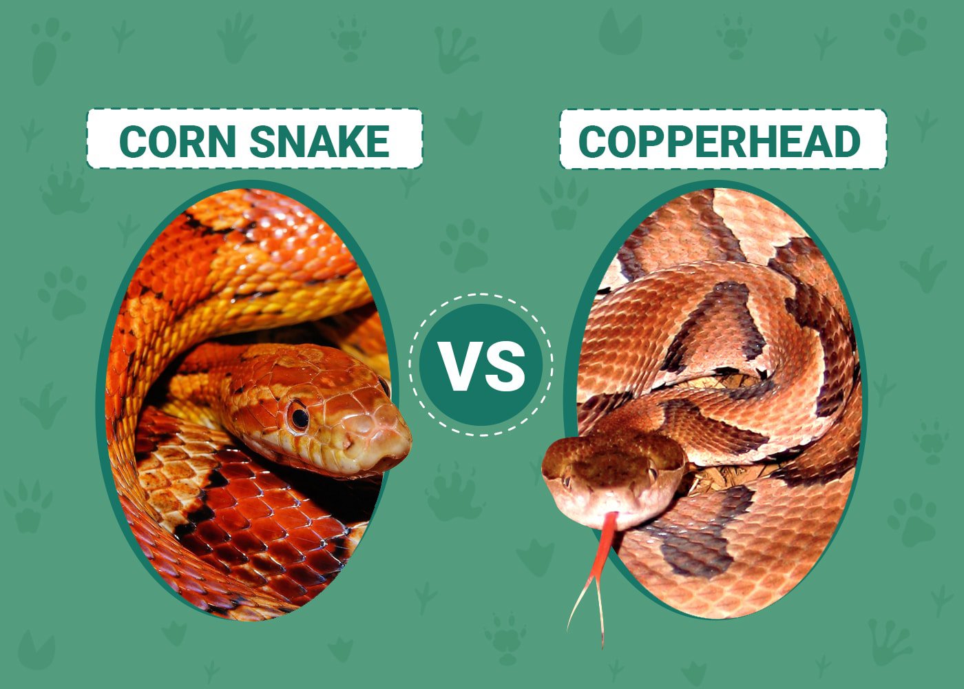 Corn Snake vs. Copperhead: Key Differences (With Pictures) | PangoVet