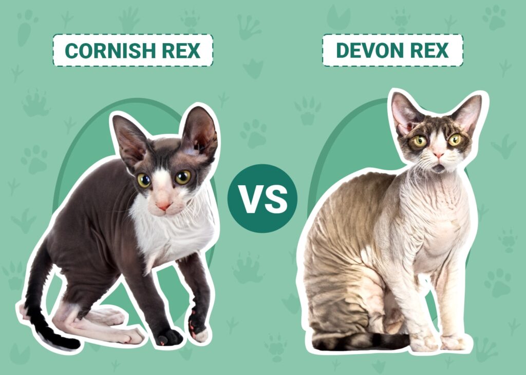 Cornish Rex vs. Devon Rex: Main Differences & Similarities (With ...