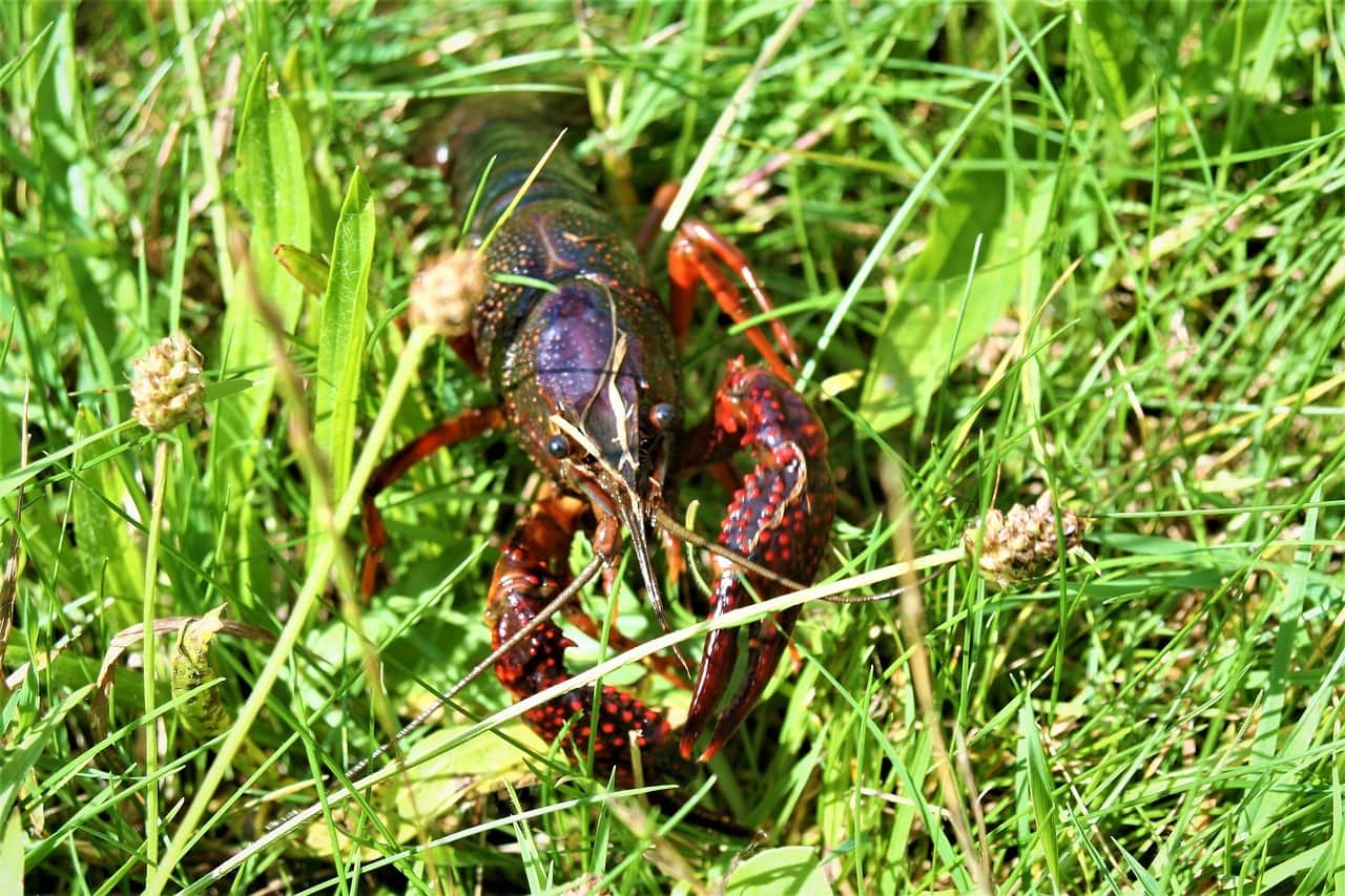 How to Take Care of a Pet Crayfish: Fact Sheet & Advice 2025 | PangoVet