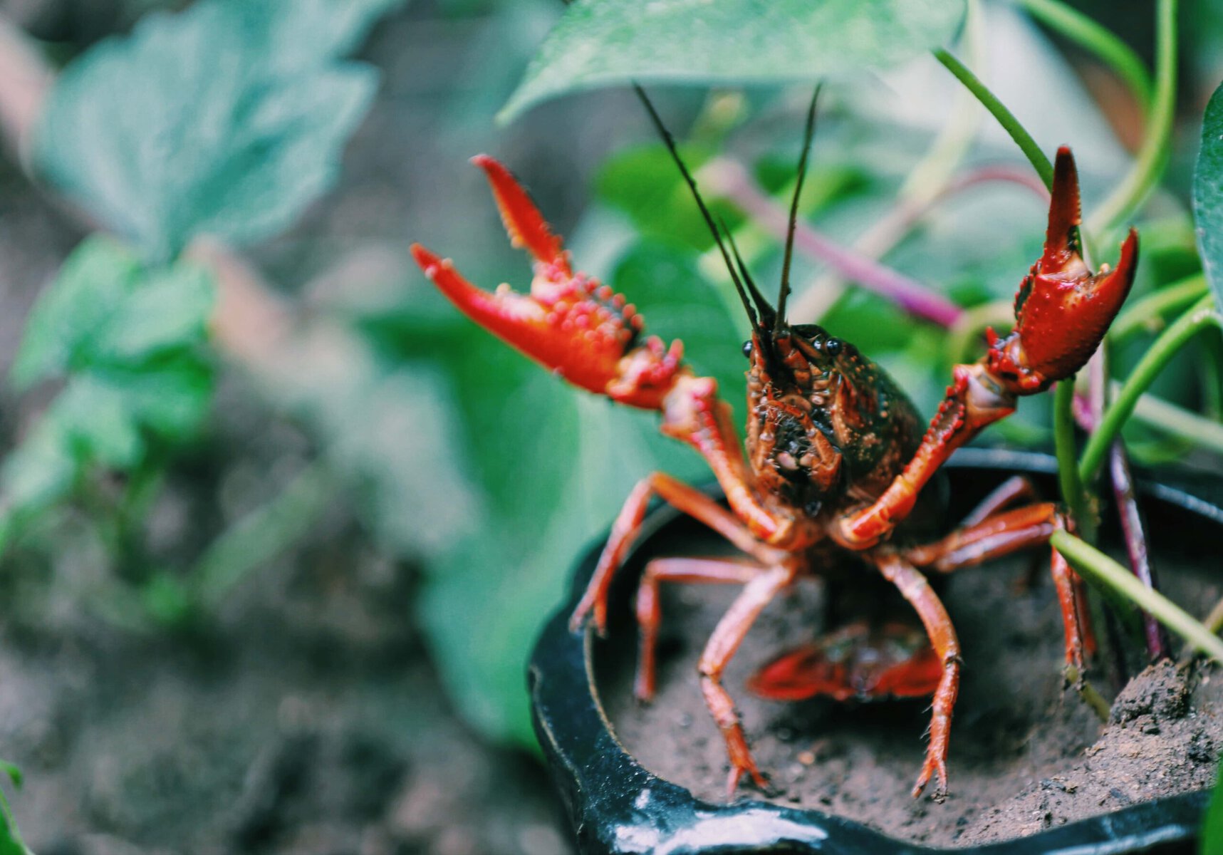 How to Take Care of a Pet Crayfish: Fact Sheet & Advice 2025 | PangoVet
