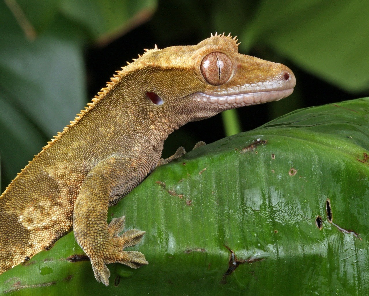 12 Types of Crested Geckos: Morphs, Colors & Traits (With Info ...