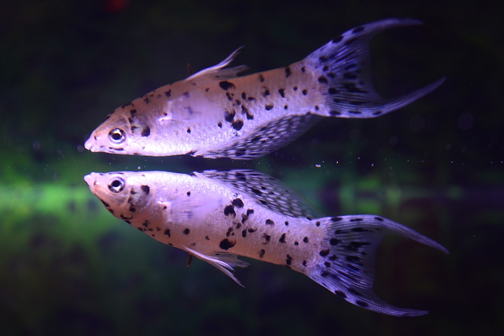 14 Popular Types of Molly Fish Colors, Species & Tails (With Info ...
