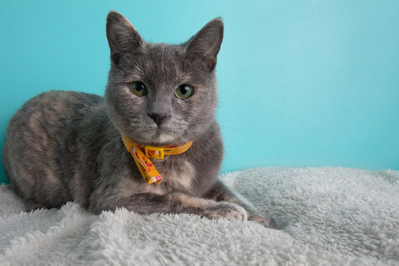Grey Tortoiseshell Cat