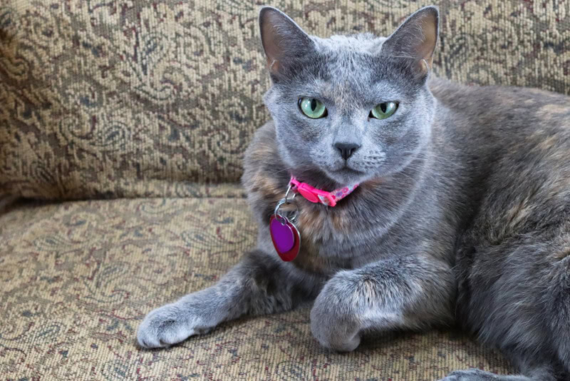 Grey Tortoiseshell Cat