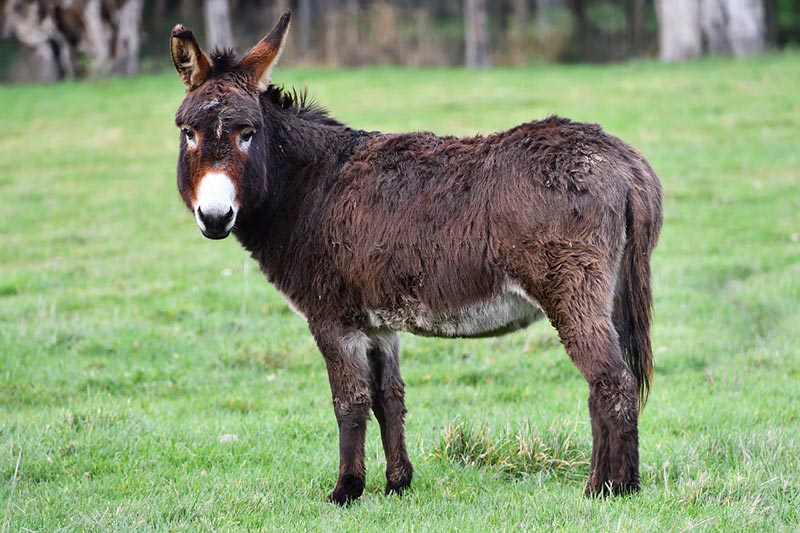 Standard Donkey: Info, Pictures, Temperament & Traits | PangoVet