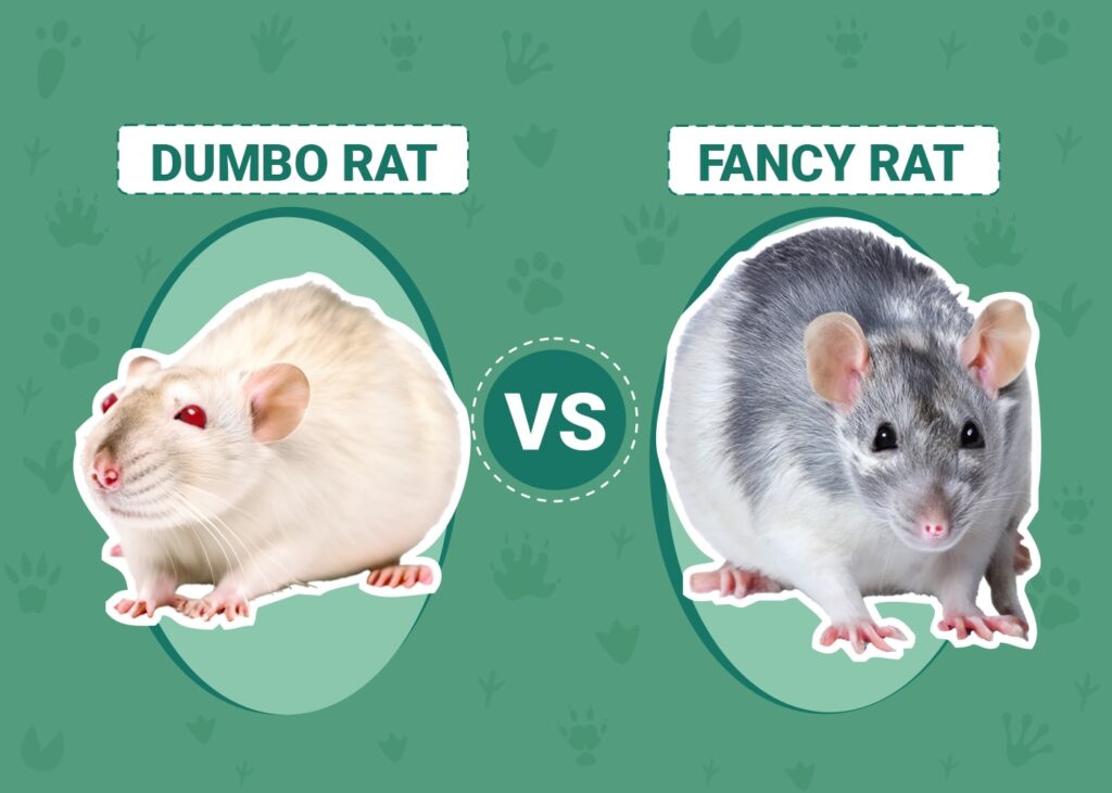 Dumbo Rat vs. Fancy Rat: The Differences Explained | PangoVet