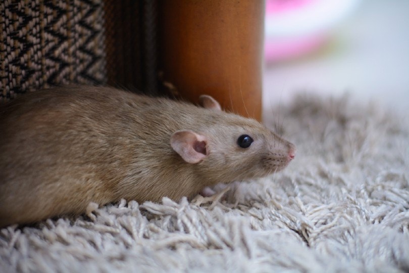 Dumbo Rat: Info, Behavior, Lifespan & Care (With Pictures) | PangoVet