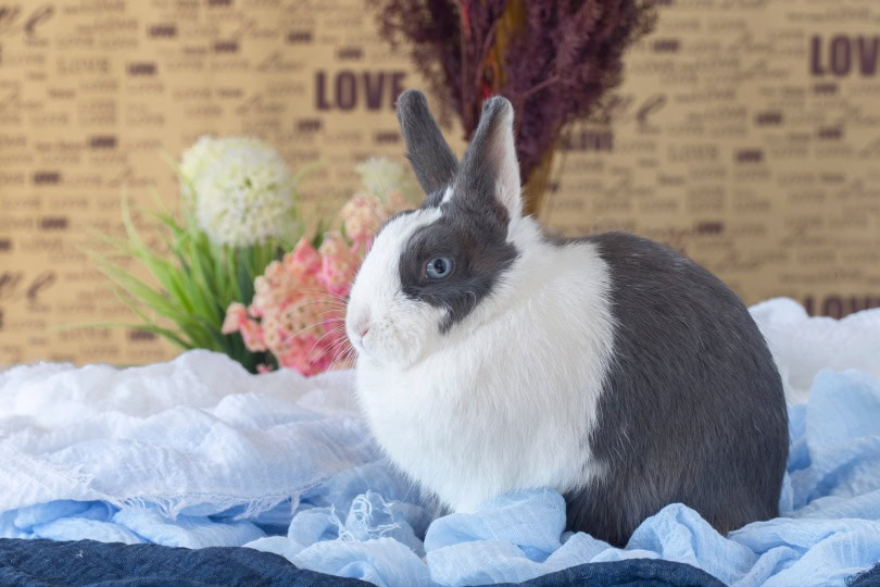 12 Grey Rabbit Breeds (With Info & Pictures) | PangoVet