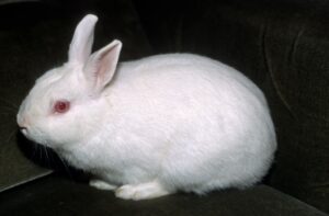 7 Longest Living Rabbit Breeds (With Info & Pictures) | PangoVet