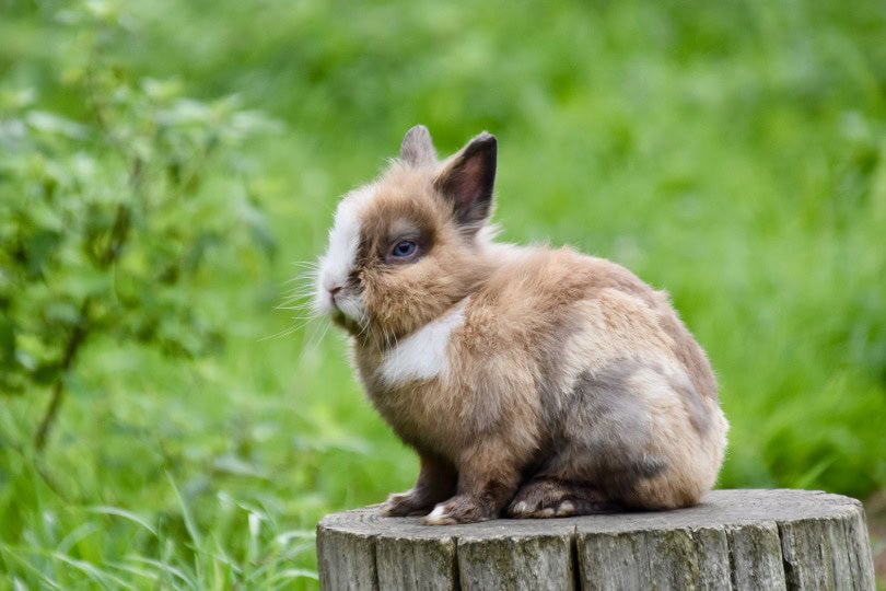 Dwarf Rabbits