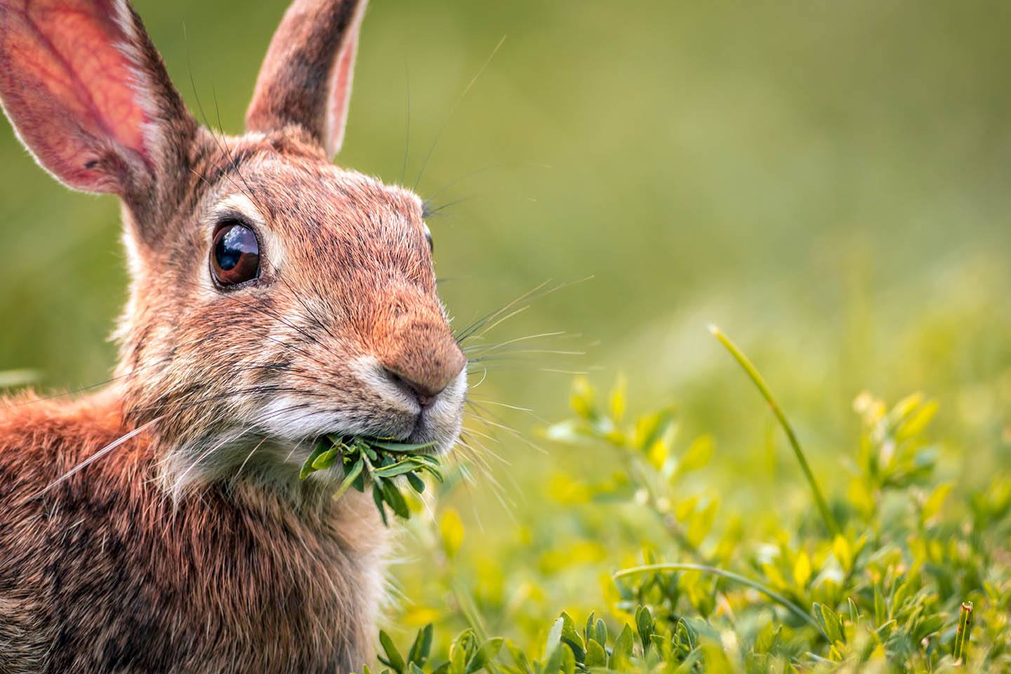 Why Are Rabbits Associated With Easter? History, Facts, & FAQ | PangoVet