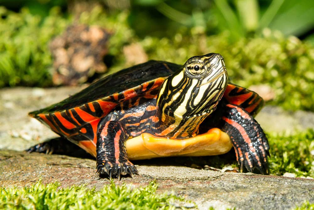 7 Fascinating Facts About a Turtle’s Shell (Vet-Verified) | PangoVet