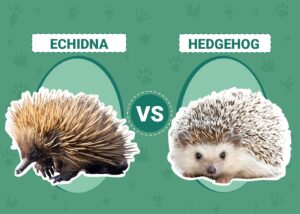 Echidna vs Hedgehog: Visual Differences & Characteristics (With ...