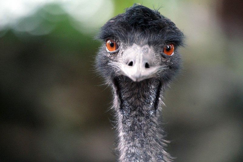 Do Emus Make Good Pets? What You Need to Know | PangoVet