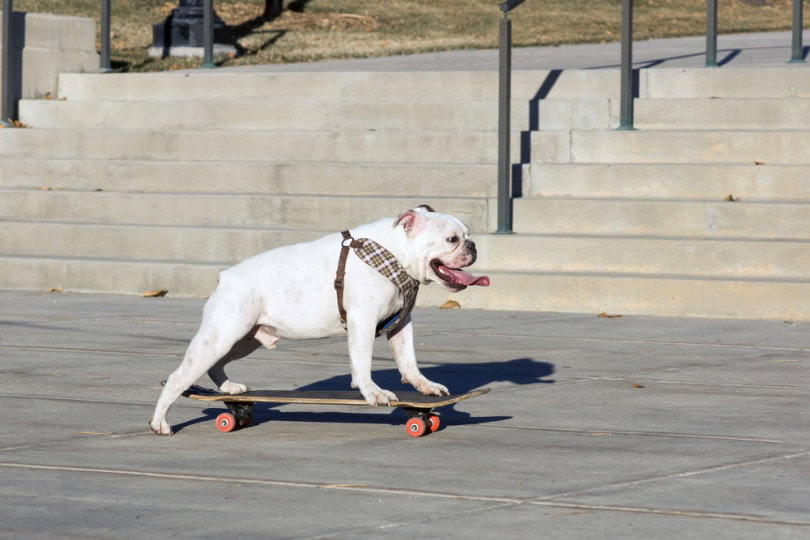 How to Teach Your Dog to Skateboard: 5 Easy & Effective Tips | PangoVet