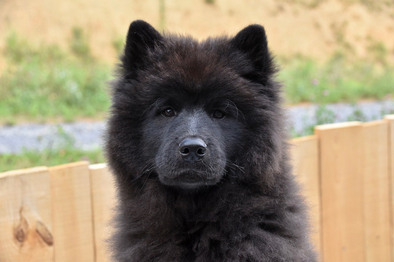 Eurasier Dog Breed Guide: Info, Pictures & Care | PangoVet
