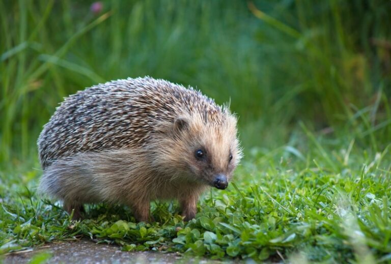 Do Hedgehogs Live Alone or In Groups? Vet Reviewed Facts & FAQ | PangoVet