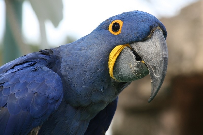 Is The Blue Macaw Extinct? Surprising Facts & FAQs | PangoVet
