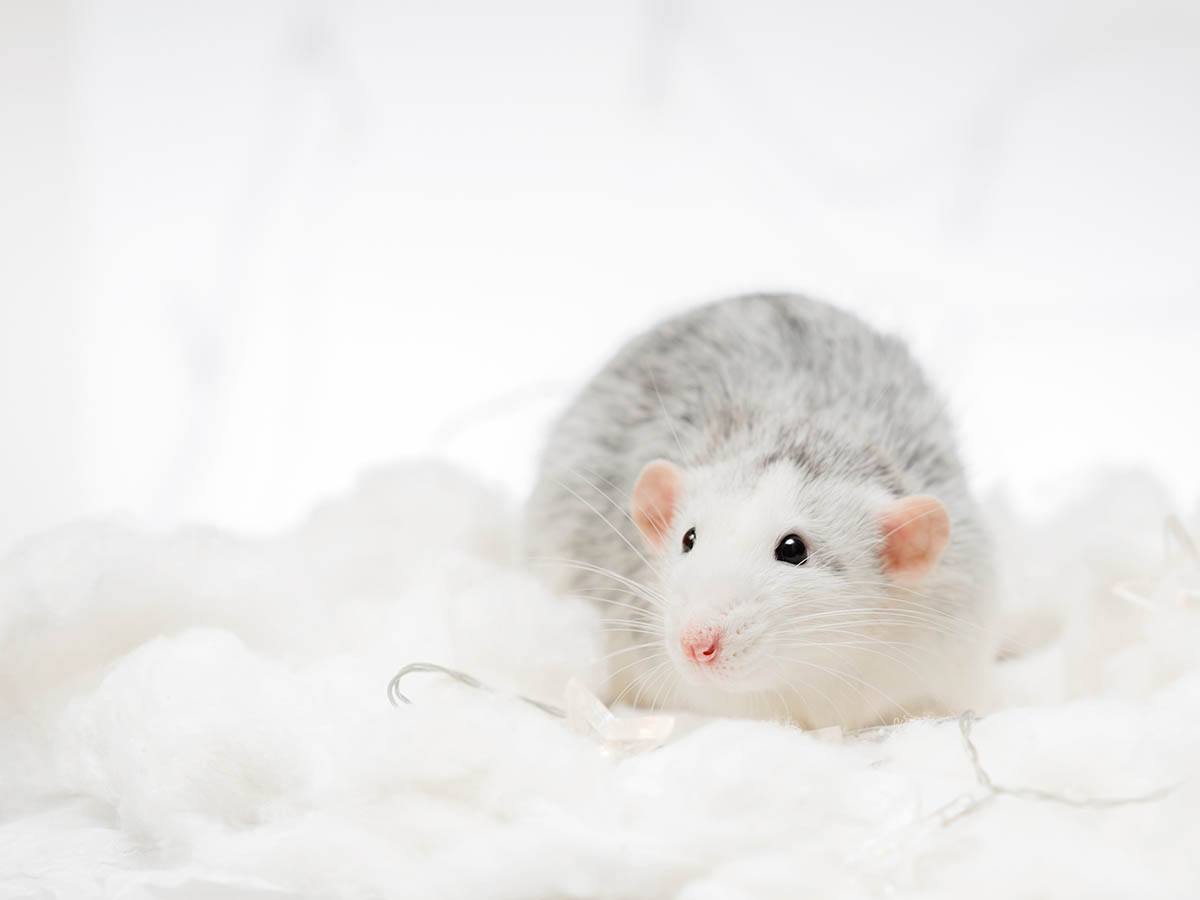 Fancy Rat: Info, Care Guide, Varieties, Lifespan & Pictures | PangoVet