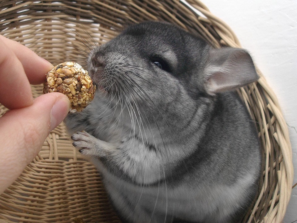 How Much Does a Chinchilla Cost? 2025 Price Guide | PangoVet