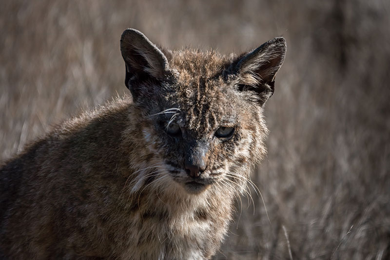 What Does Mange Look Like on a Cat? Vet Explained Signs, Types ...
