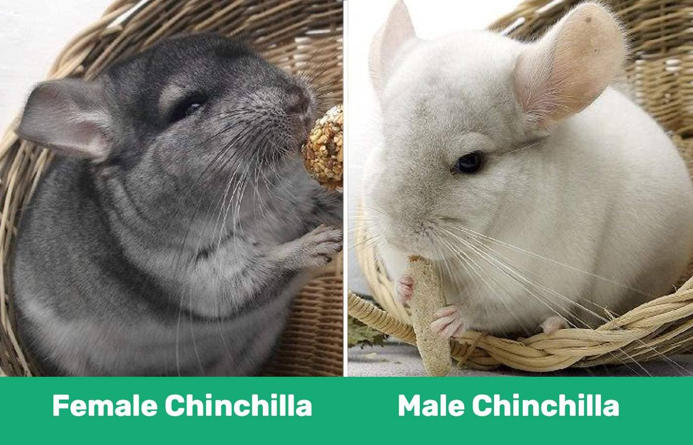 Male vs Female Chinchilla: The Differences Explained (With Pictures ...