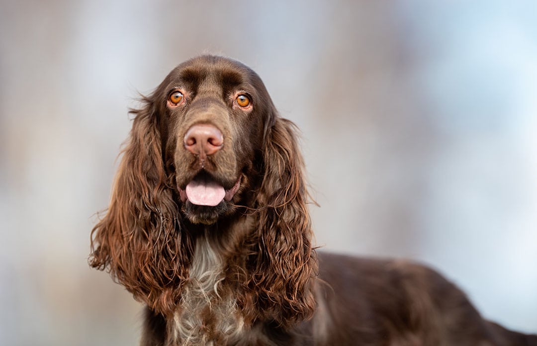 Field Spaniel Dog Breed: Info, Pictures, Care & More | PangoVet
