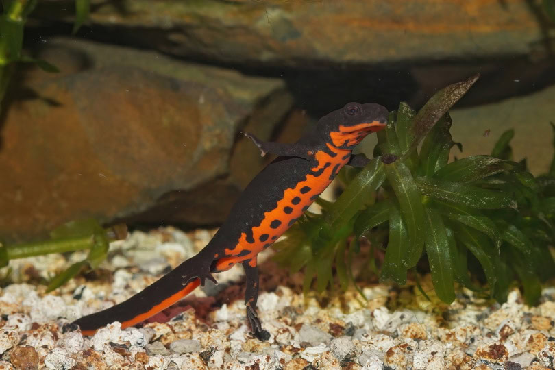Fire Belly Newt