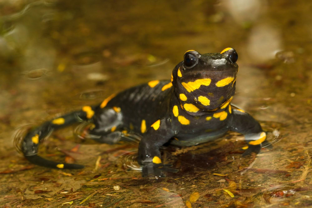 Pet Salamanders Types