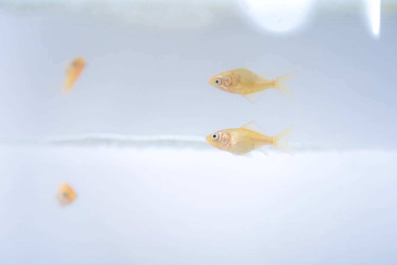 Newborn Baby Goldfish