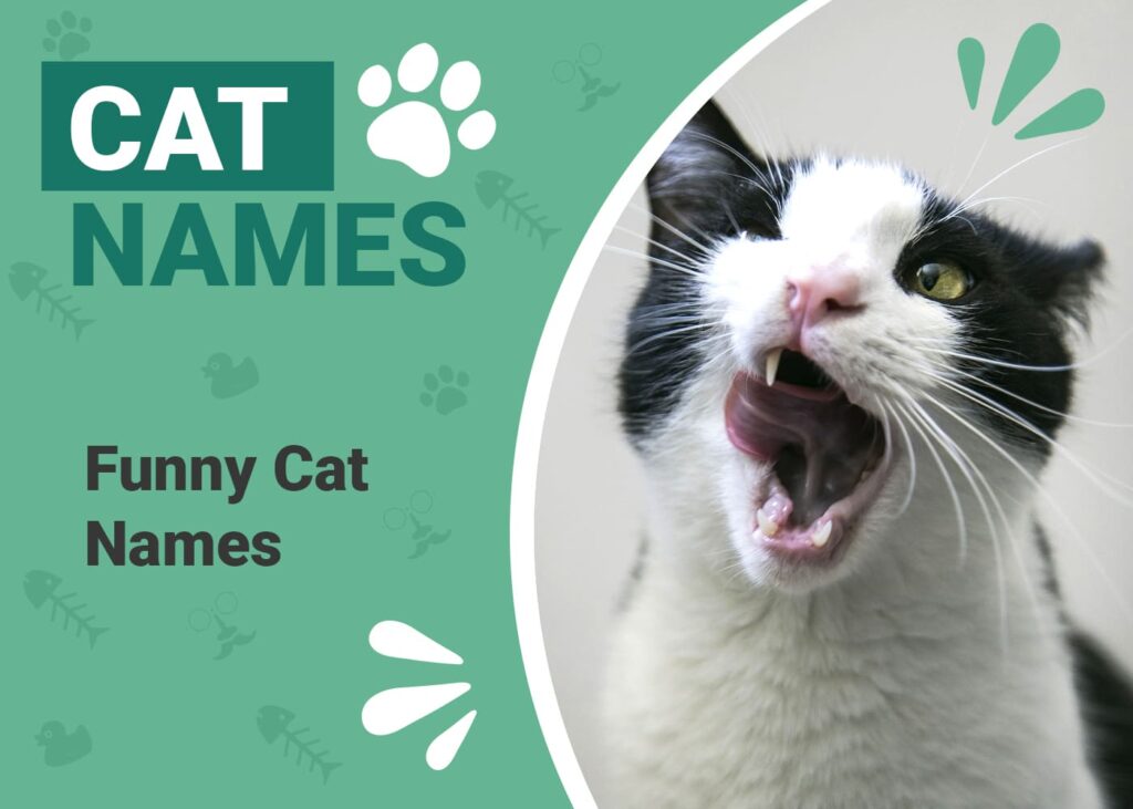 150+ Funny Cat Names: Weird & Hilarious Options for Your Cat | PangoVet