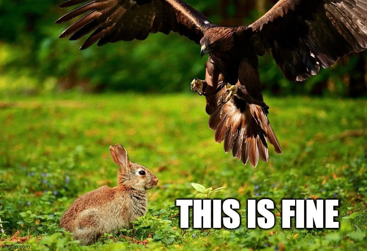 10 Funny Rabbit Memes Guaranteed to Make You Laugh | PangoVet