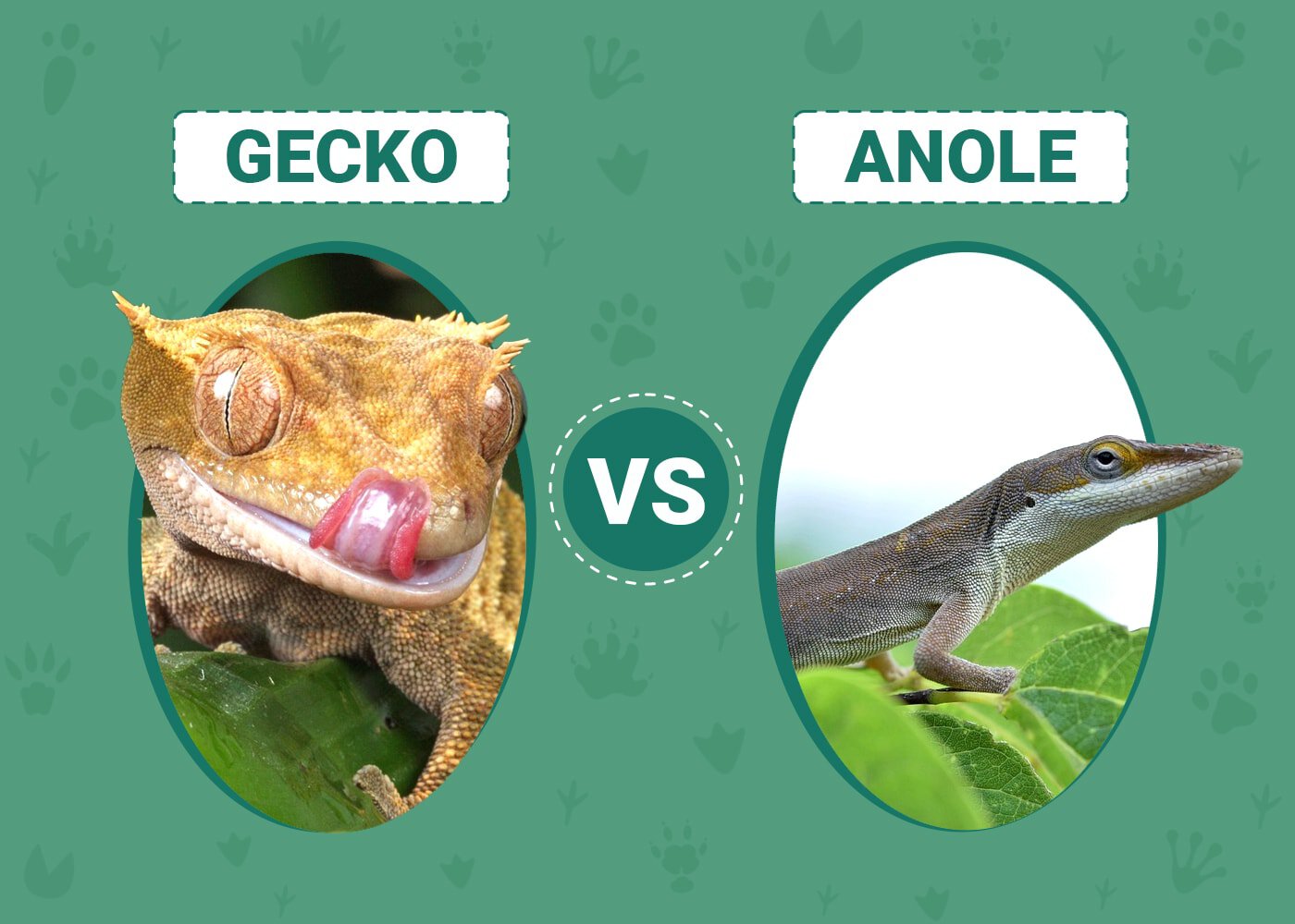 Gecko vs Anole: The Differences Explained | PangoVet