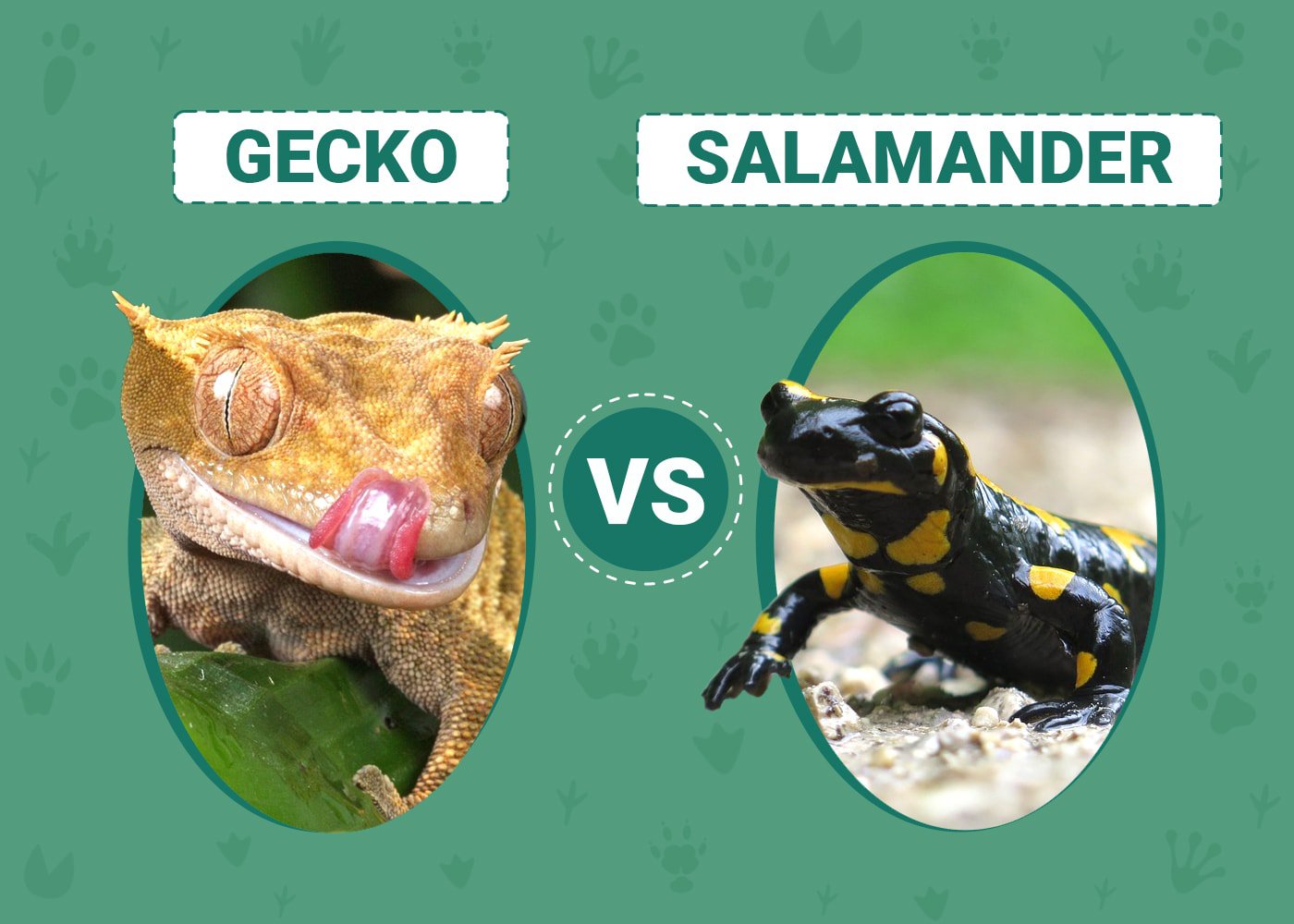 Gecko vs Salamander: Main Differences (With Pictures) | PangoVet