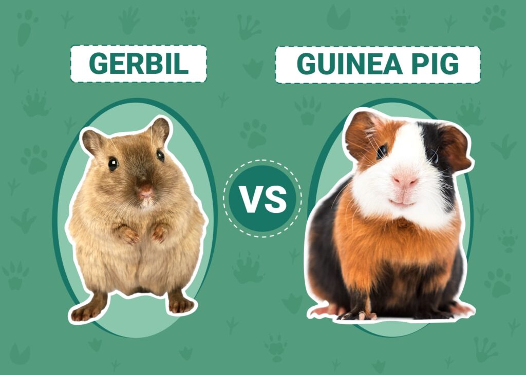 Gerbil vs Guinea Pig: Key Differences (With Pictures) | PangoVet