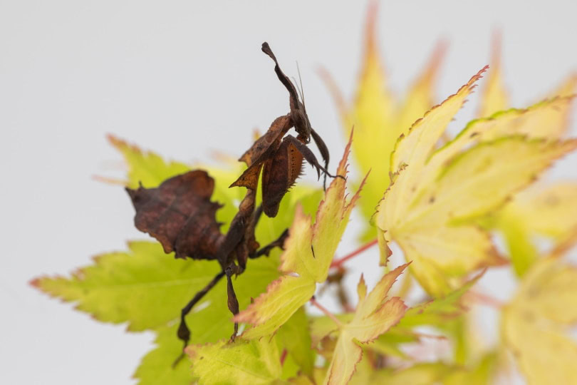 Ghost Mantis: Info, Pictures, Care Lifespan & More | PangoVet