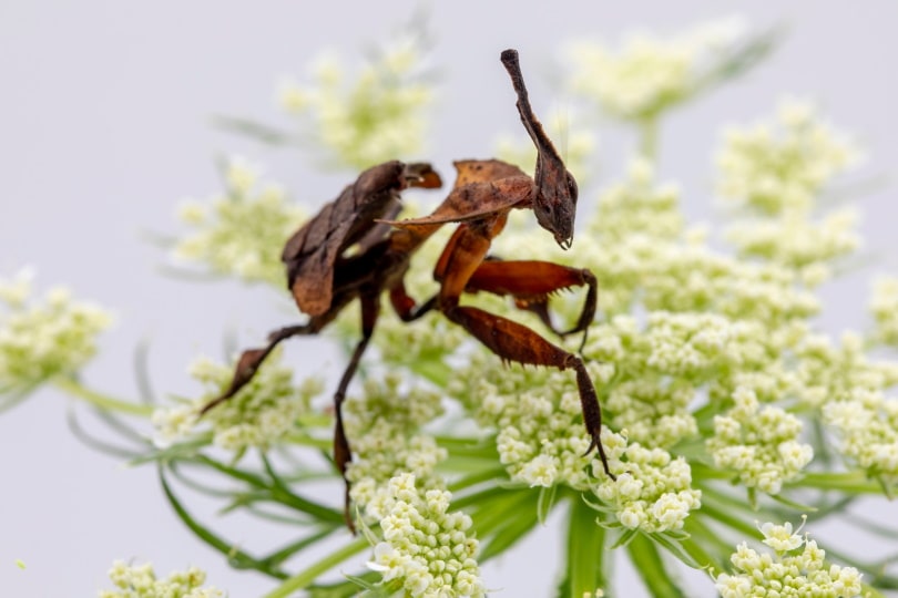 5 Popular Praying Mantis Species Suitable as Pets (With Info & Pictures ...