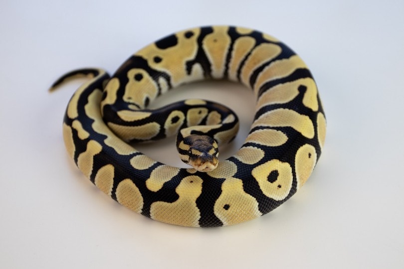Ghost Ball Python Morph: Info, Pictures, Appearance & Care Guide | PangoVet