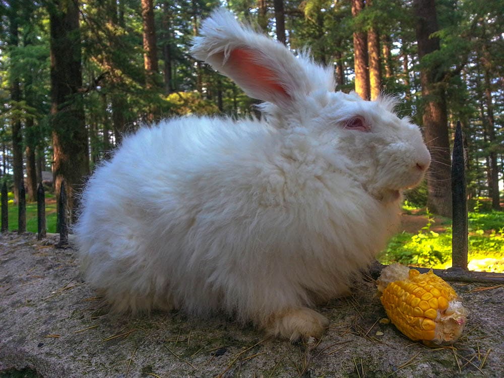5 Fluffy Angora Rabbit Breeds: Info & Facts (With Pictures) | PangoVet