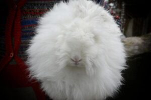 Giant Angora Rabbit: Info, Lifespan, Behavior & Care Guide (with ...