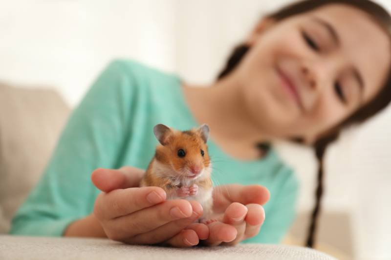 Hamster vs. Mouse: Vet-Reviewed Differences (With Pictures) | PangoVet